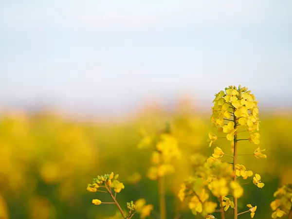 Rapsona | AAK Foodservice